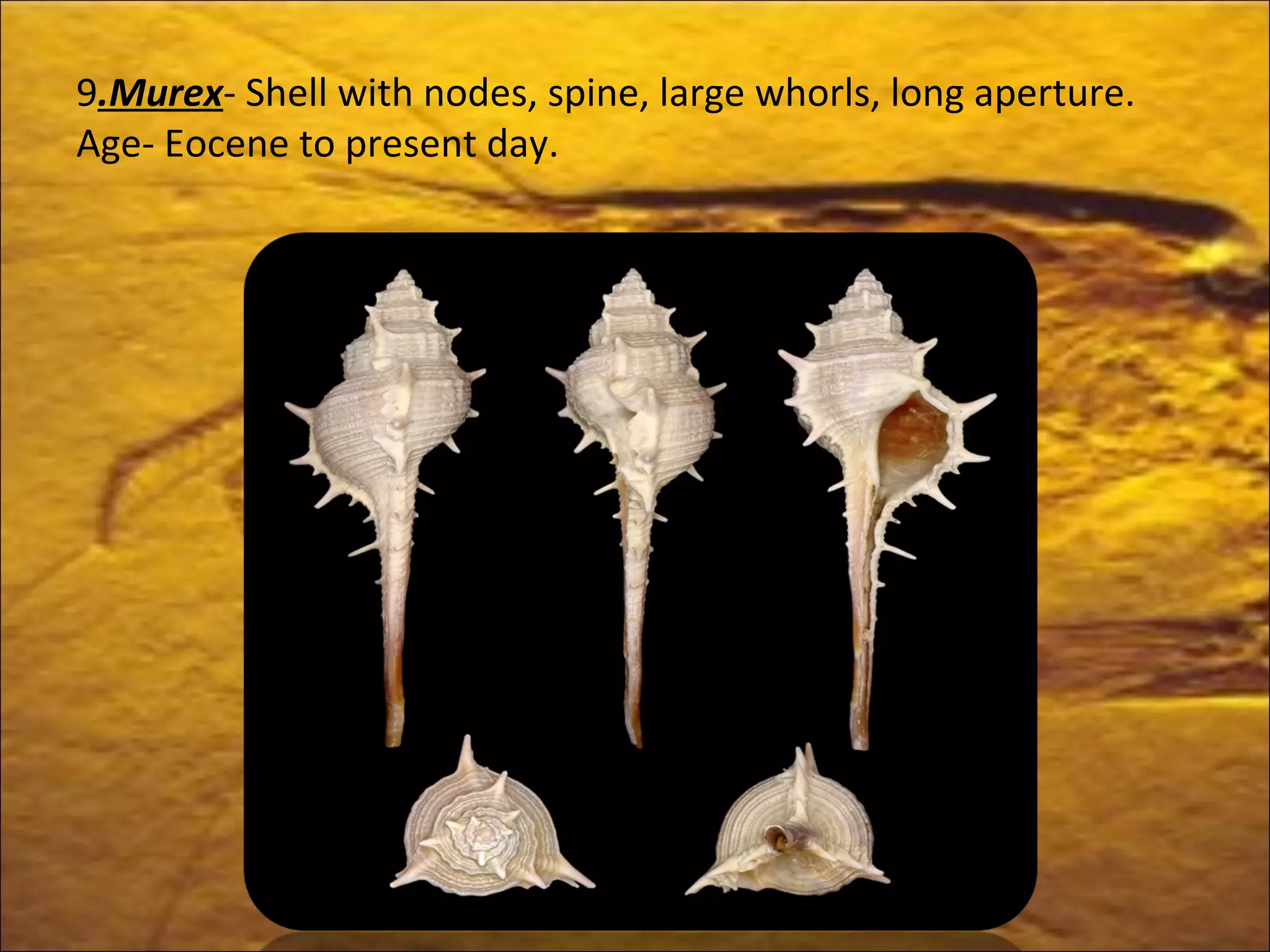 MORPHOLOGY AND EVOLUTION TREND OF GASTROPOD | PPT