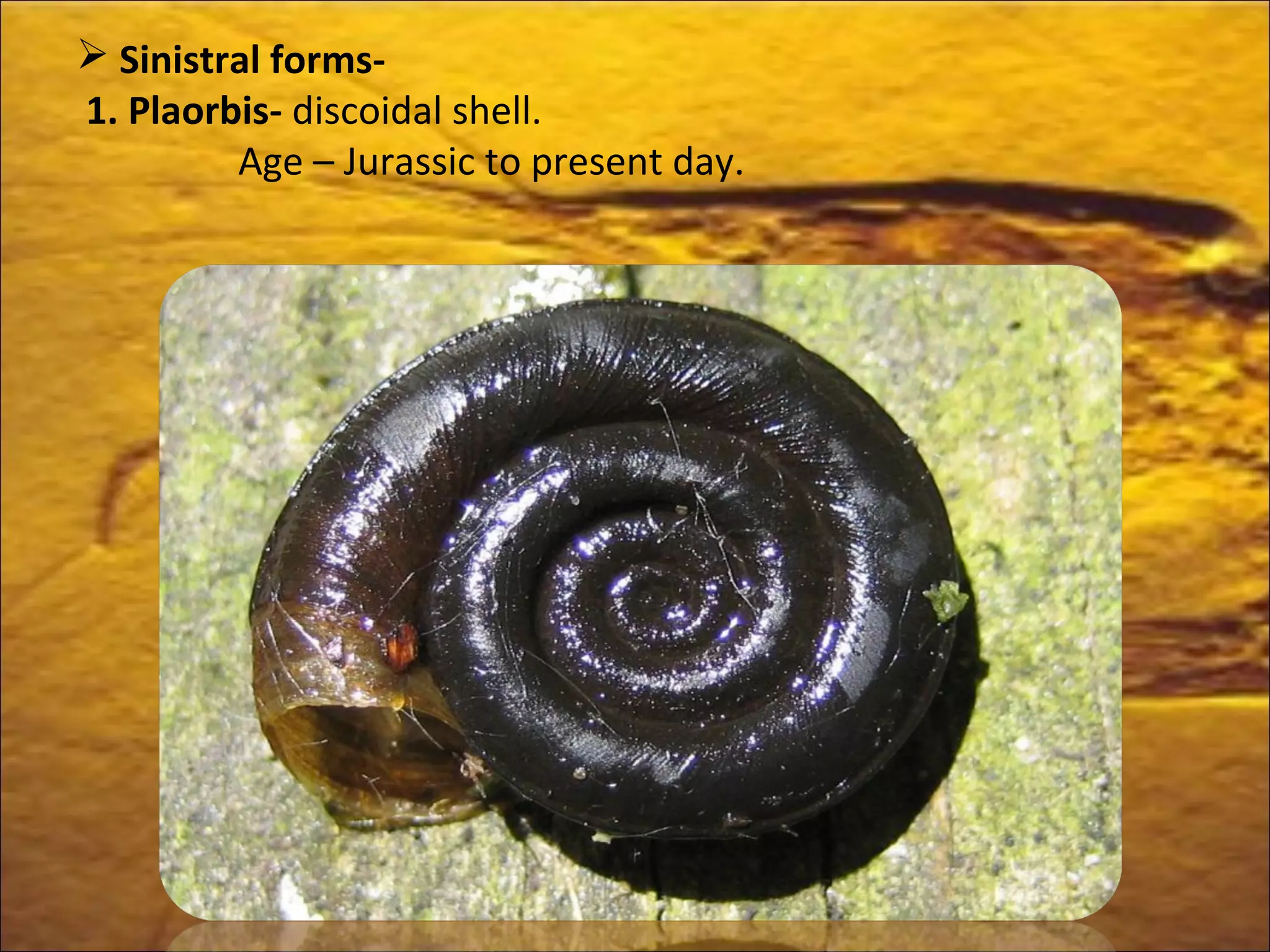 MORPHOLOGY AND EVOLUTION TREND OF GASTROPOD | PPT