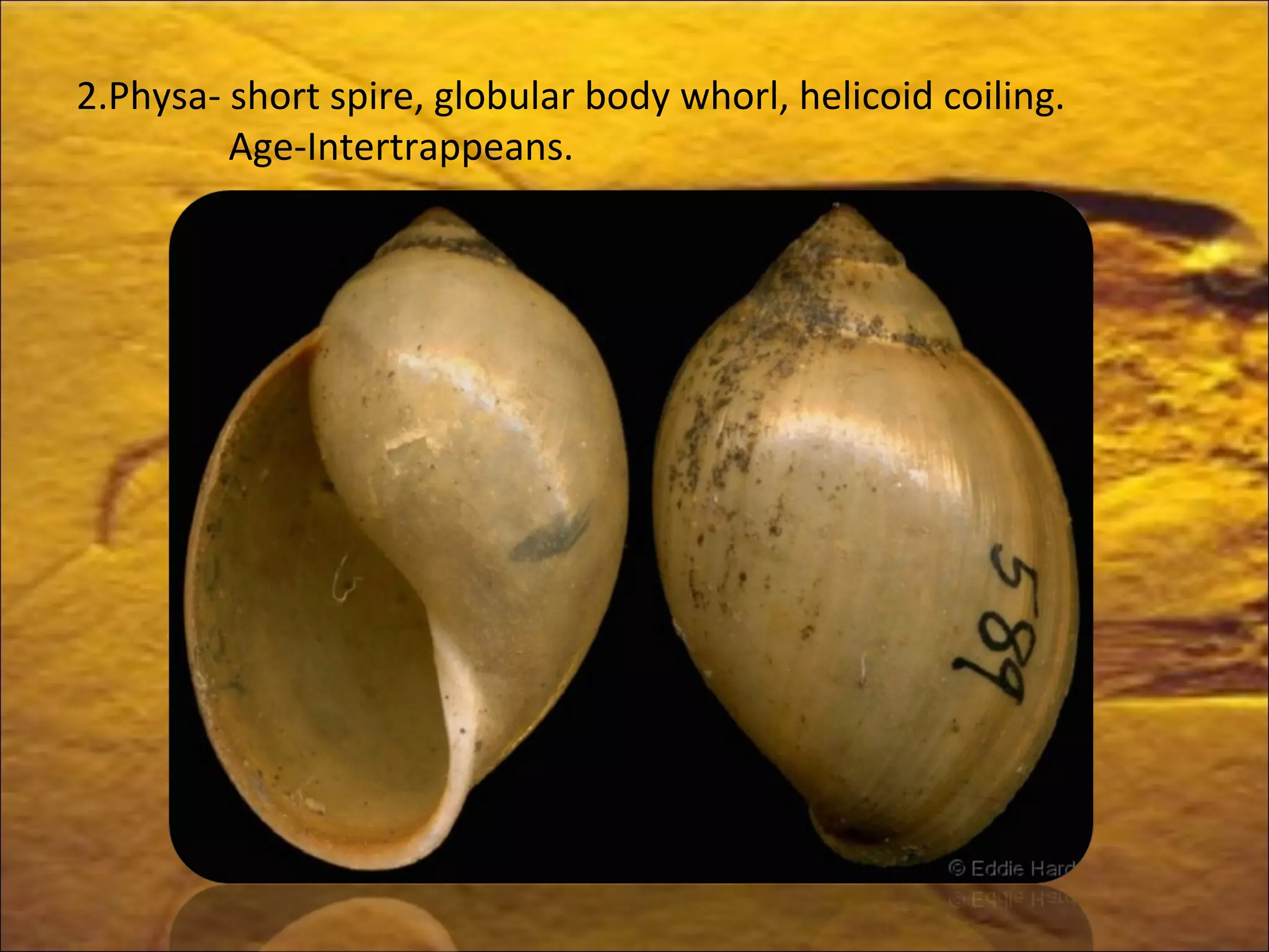 MORPHOLOGY AND EVOLUTION TREND OF GASTROPOD | PPT