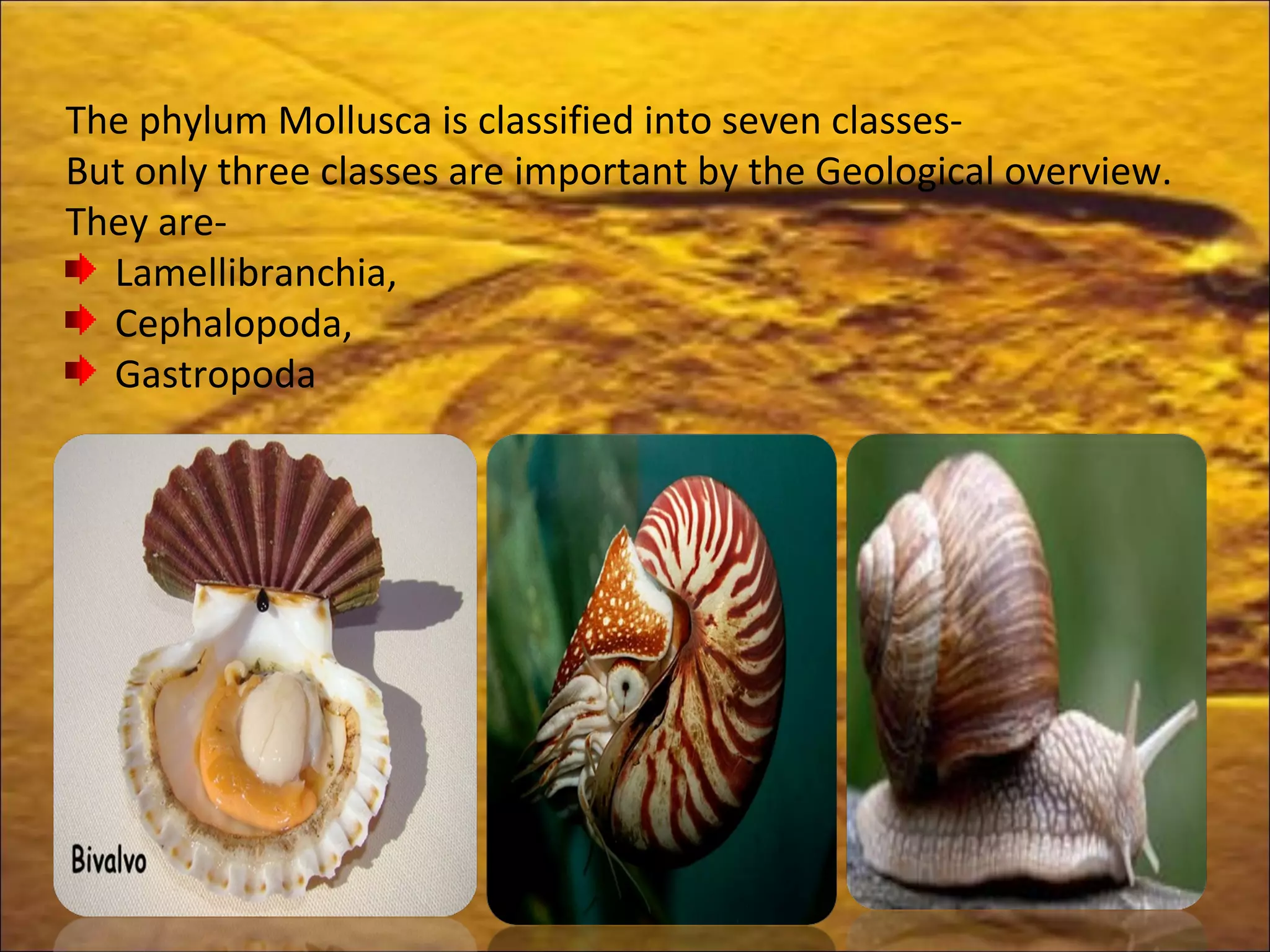 MORPHOLOGY AND EVOLUTION TREND OF GASTROPOD | PPT