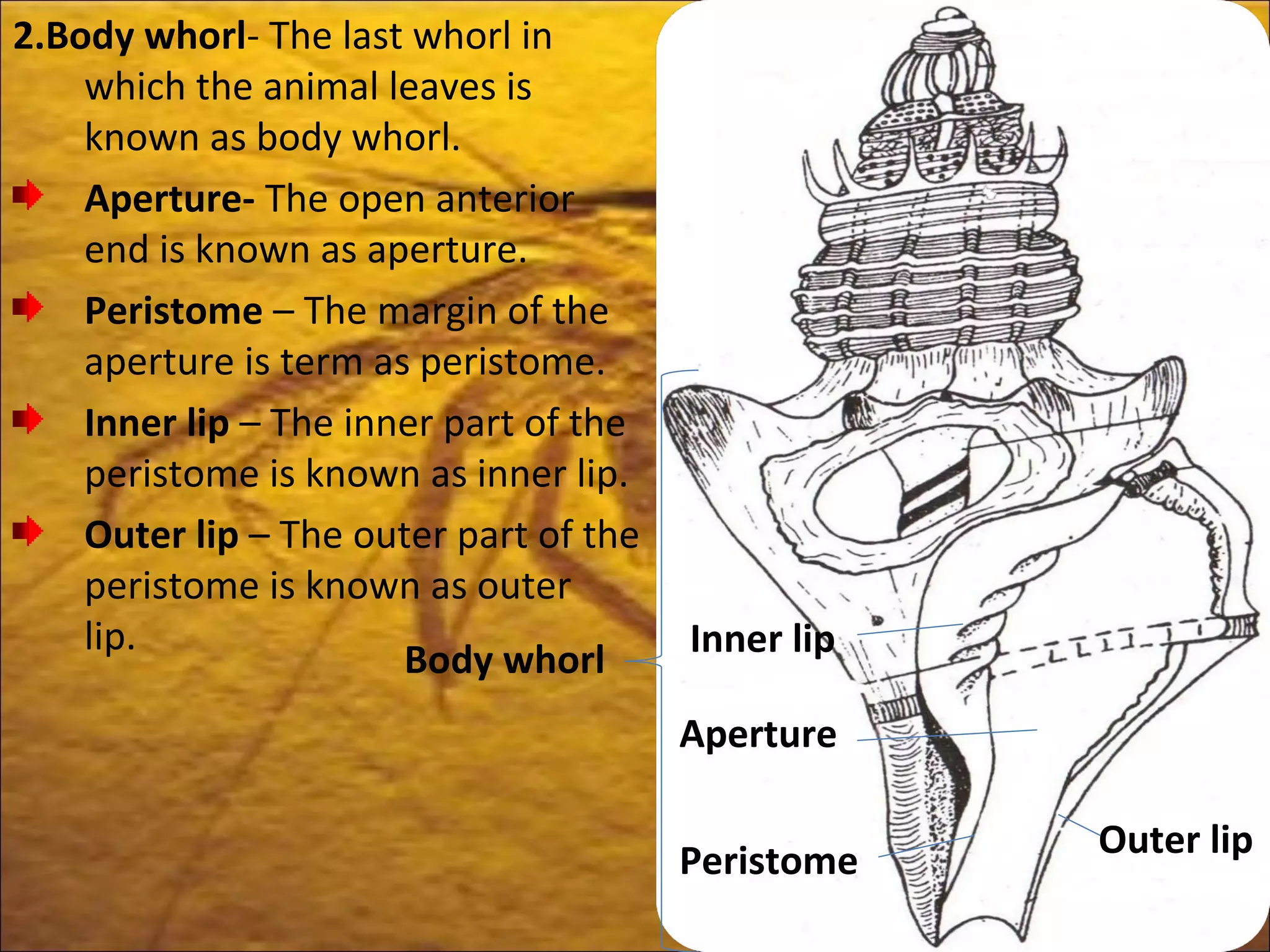 MORPHOLOGY AND EVOLUTION TREND OF GASTROPOD | PPT