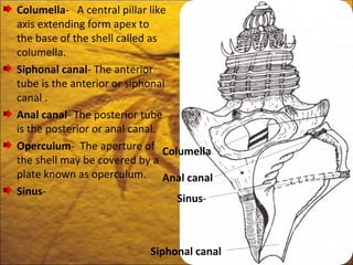 MORPHOLOGY AND EVOLUTION TREND OF GASTROPOD | PPT