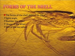 MORPHOLOGY AND EVOLUTION TREND OF GASTROPOD | PPT