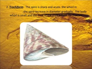 MORPHOLOGY AND EVOLUTION TREND OF GASTROPOD | PPT