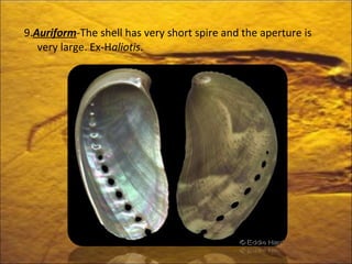 MORPHOLOGY AND EVOLUTION TREND OF GASTROPOD | PPT