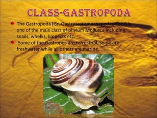 MORPHOLOGY AND EVOLUTION TREND OF GASTROPOD | PPT