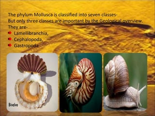 MORPHOLOGY AND EVOLUTION TREND OF GASTROPOD | PPT