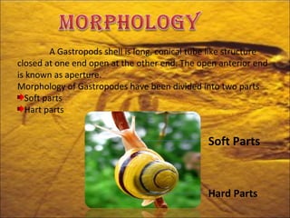 MORPHOLOGY AND EVOLUTION TREND OF GASTROPOD | PPT | Geology | Science