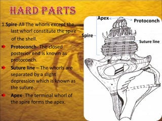 MORPHOLOGY AND EVOLUTION TREND OF GASTROPOD | PPT