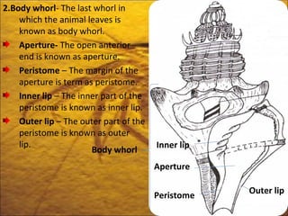 MORPHOLOGY AND EVOLUTION TREND OF GASTROPOD | PPT