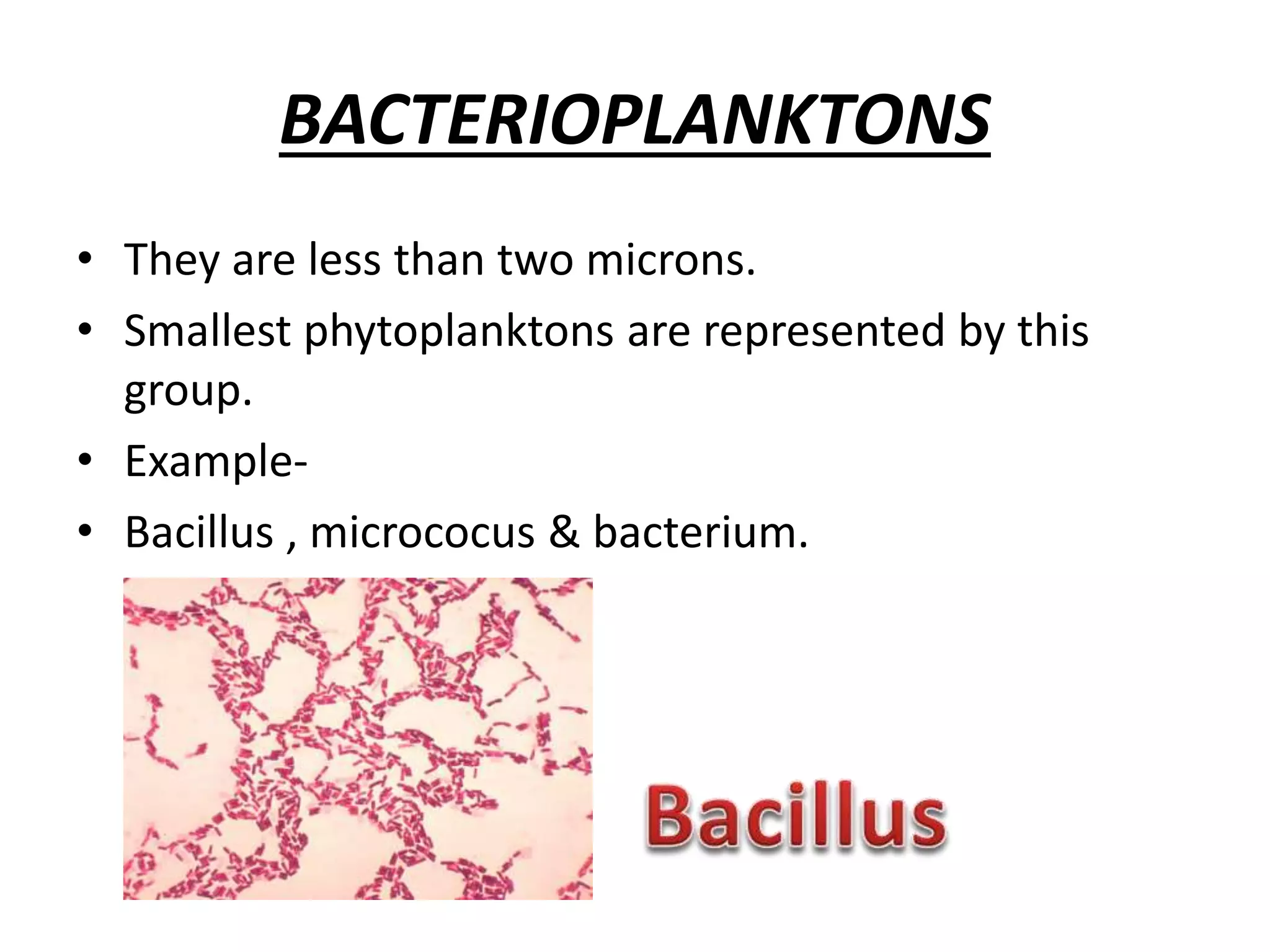 PLANKTONIC ORGANISMS AND CLASSIFICATION | PPTX