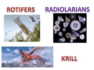 PLANKTONIC ORGANISMS AND CLASSIFICATION | PPTX | Biological Sciences ...