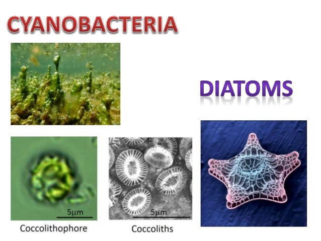 Zooplankton Taxonomy