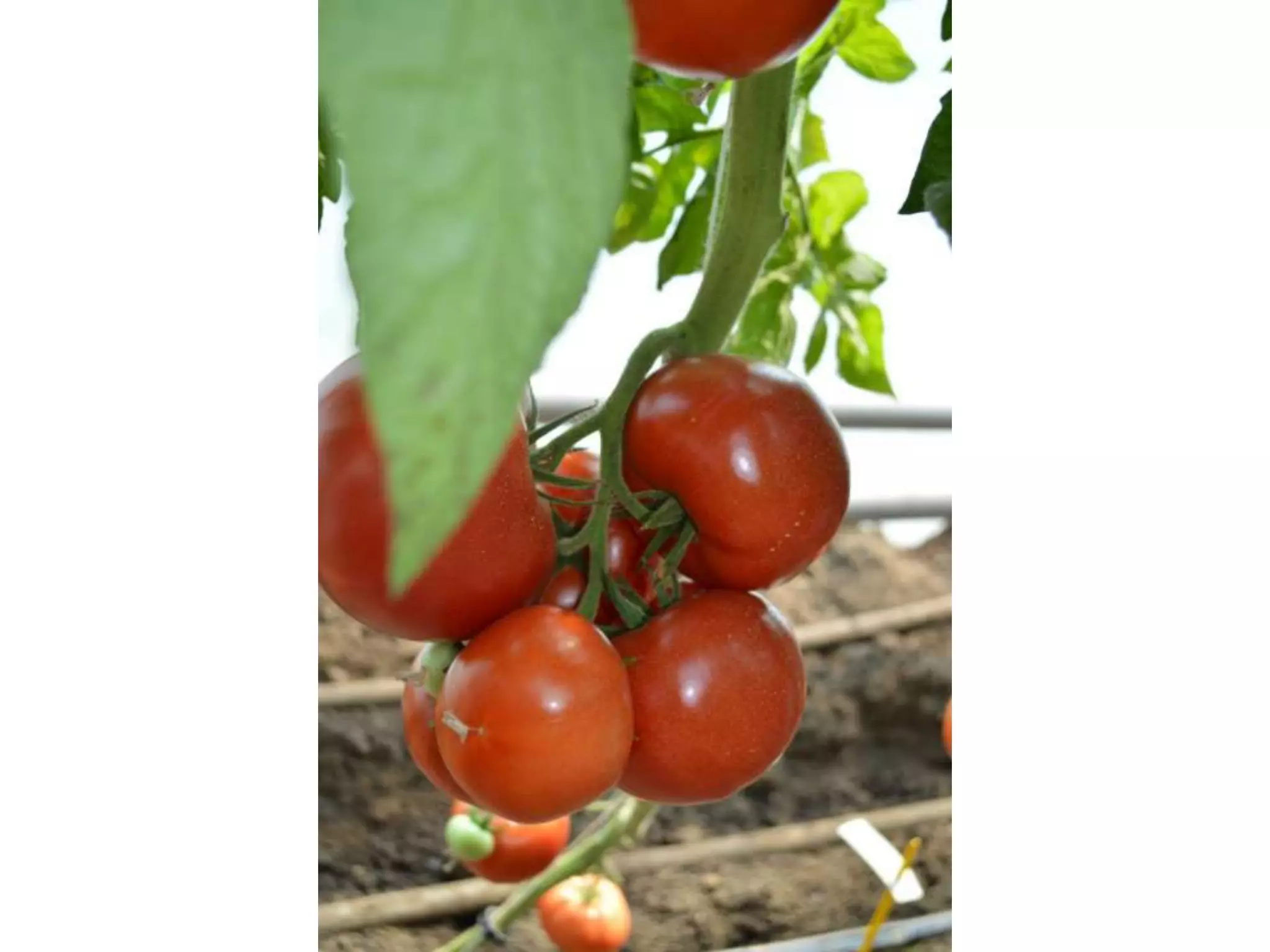 Mahitos rijk zwaan tomato | PPTX