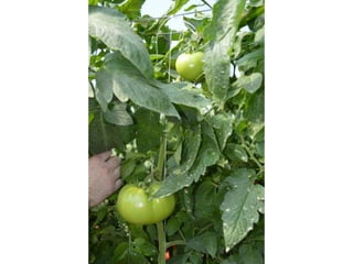 Mahitos rijk zwaan tomato | PPTX