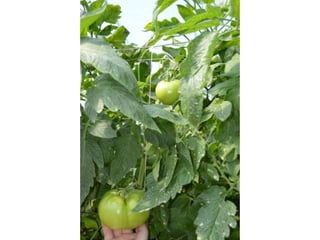 Mahitos rijk zwaan tomato | PPTX