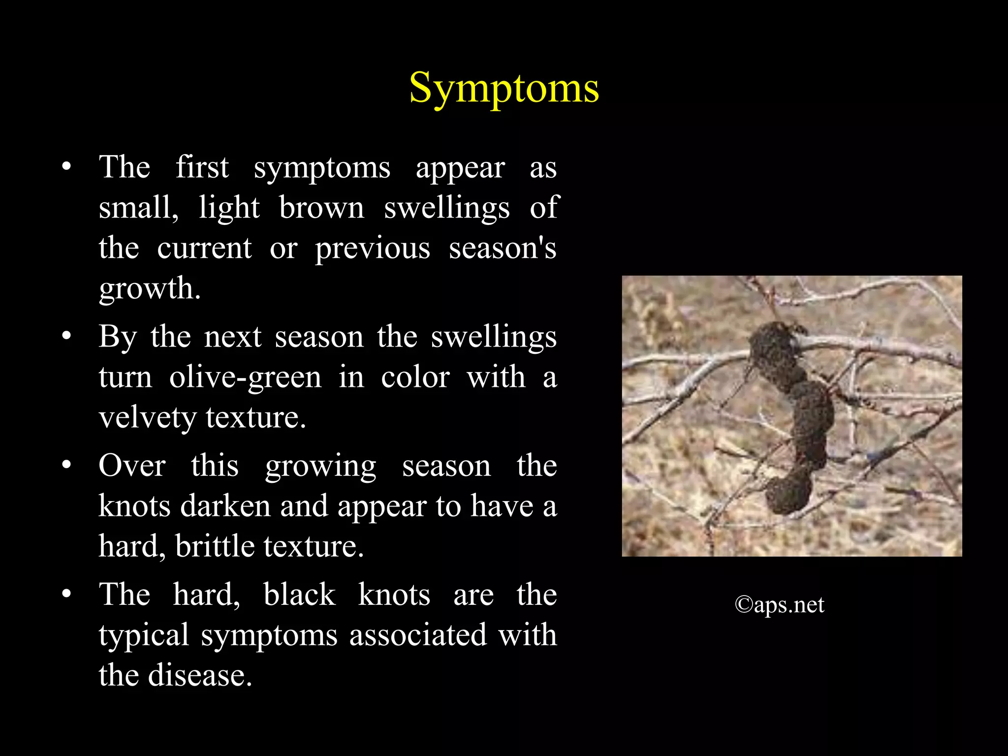 Diseases of plum | PPTX