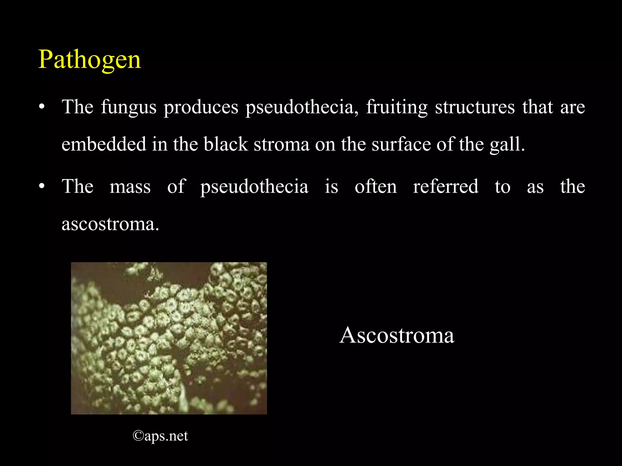Diseases of plum | PPTX
