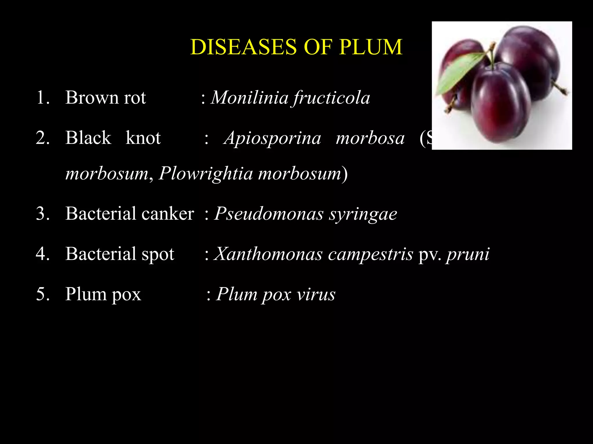 Diseases of plum | PPTX
