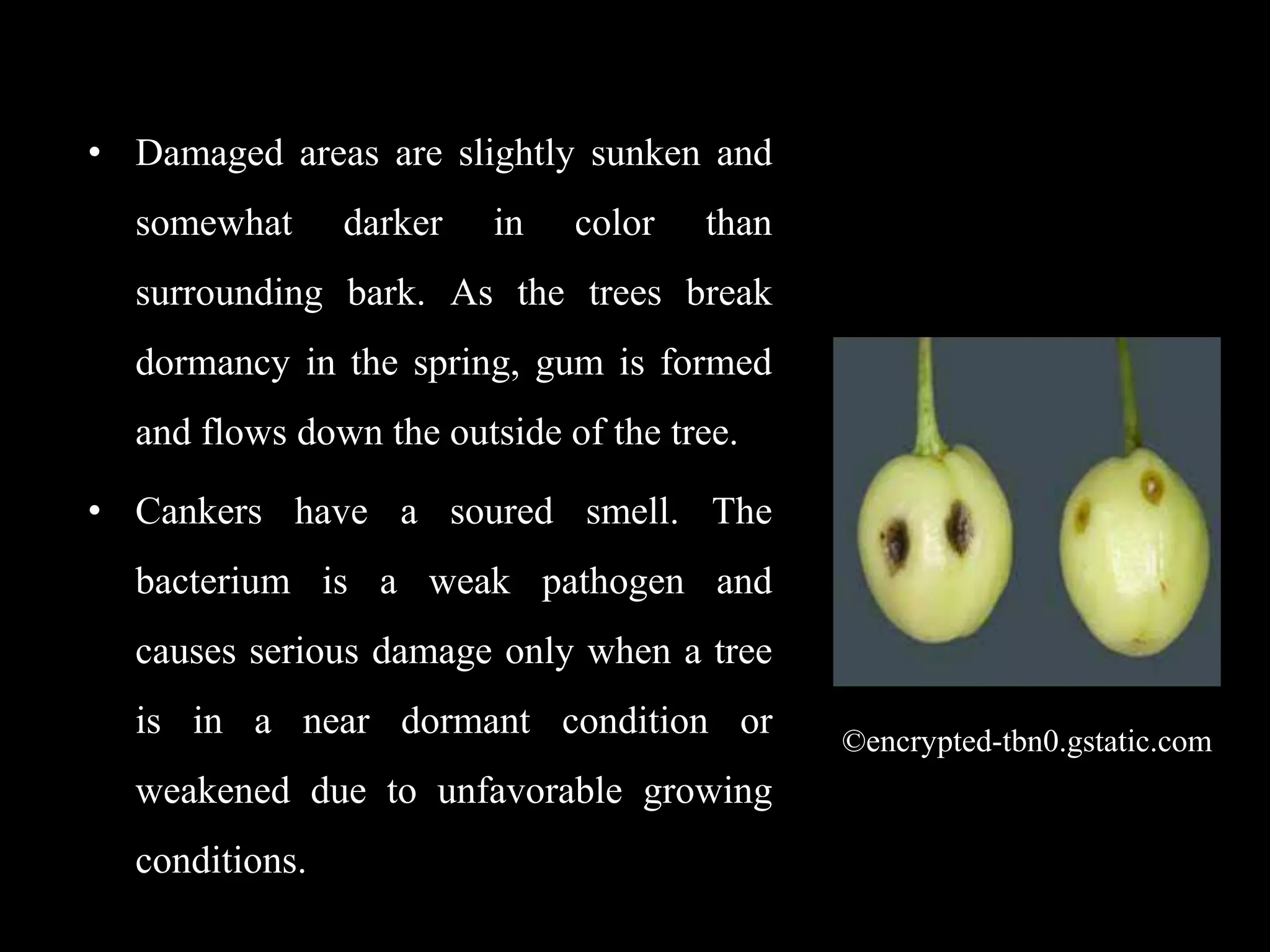Diseases of plum | PPTX