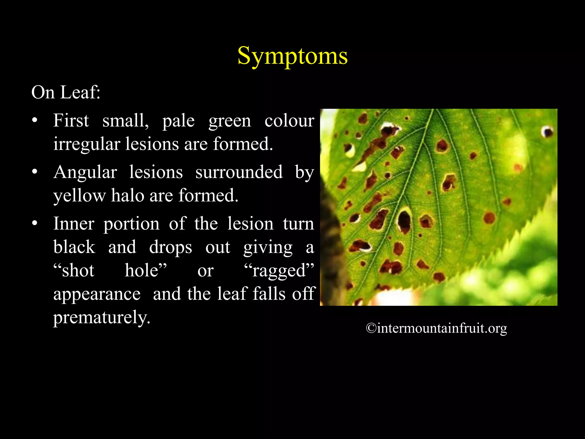 Diseases of plum | PPTX