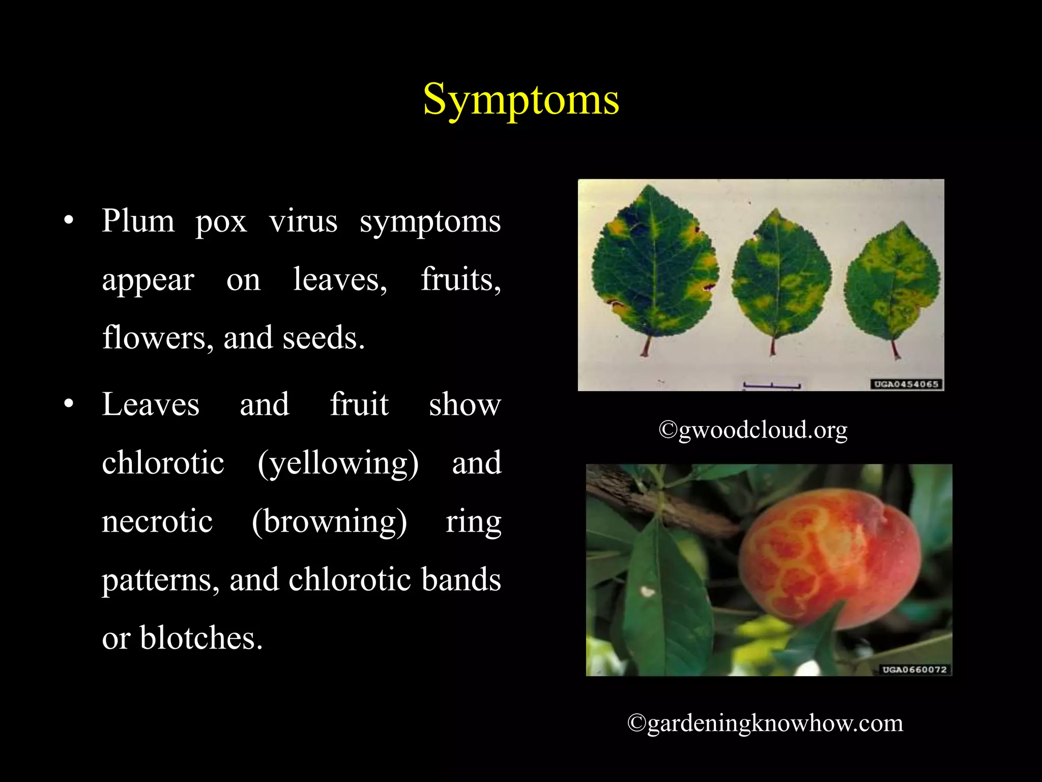 Diseases of plum | PPTX