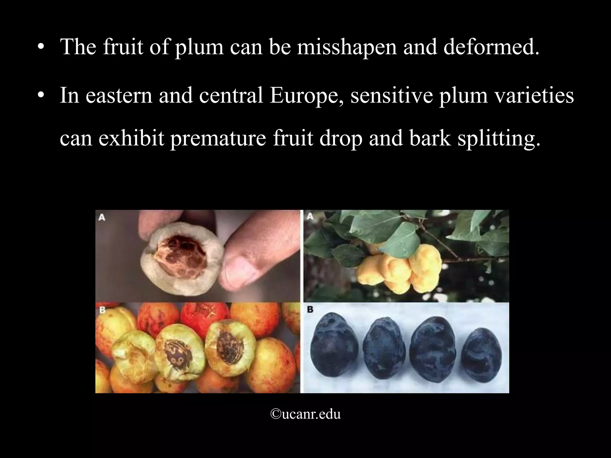 Diseases of plum | PPTX