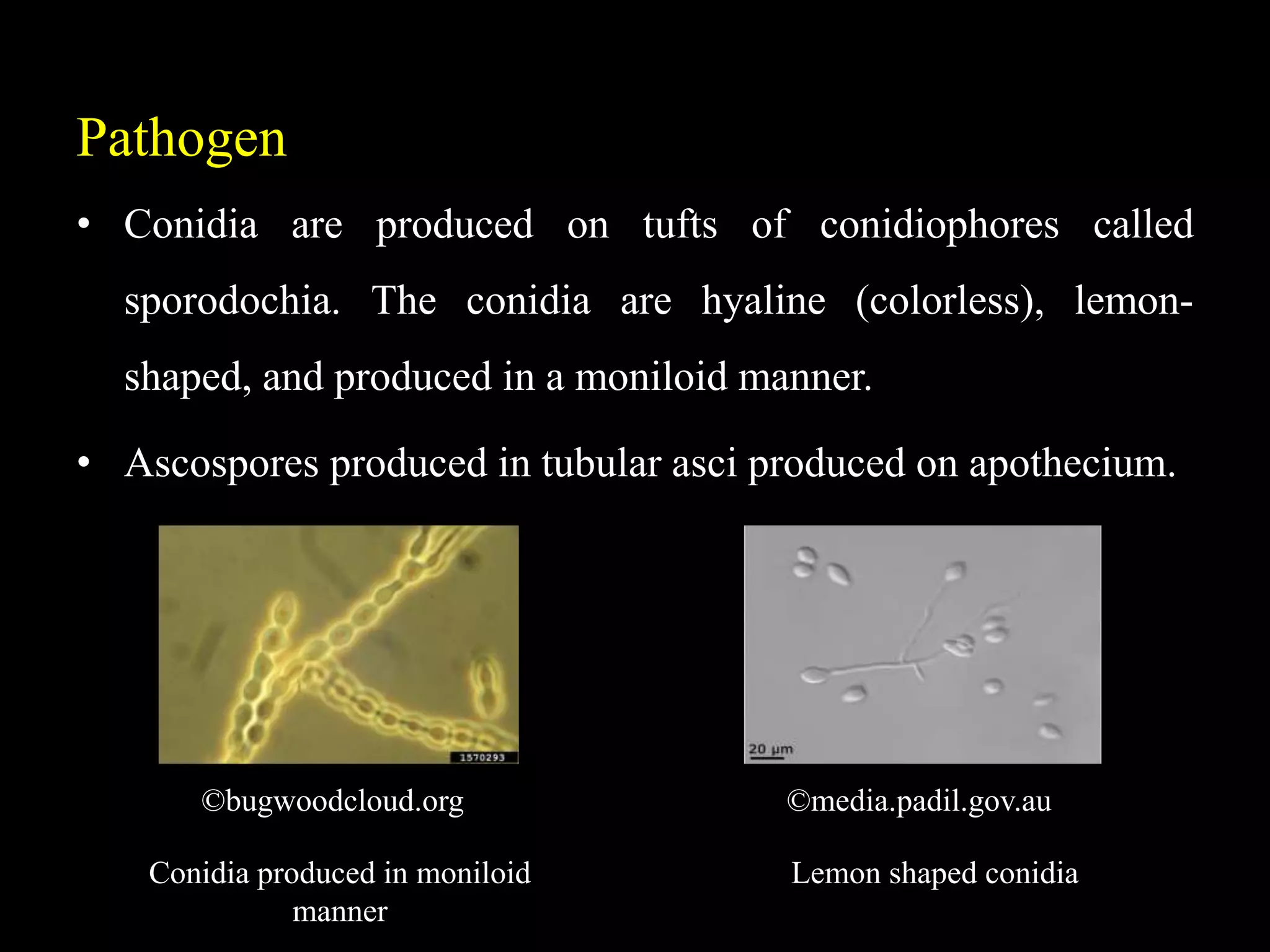 Diseases of plum | PPTX