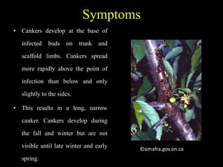 Diseases of plum | PPTX
