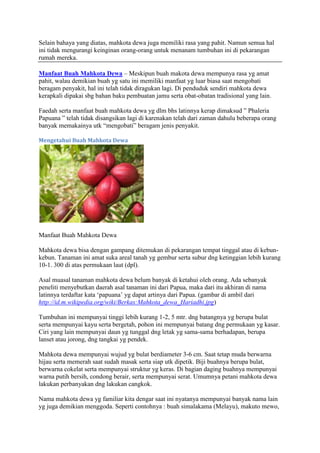 Buah Mahkota Dewa Dan Khasiatnya