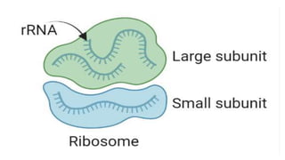 RNA and its types.pptx