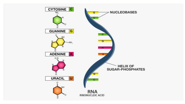 RNA and its types.pptx | Chemistry | Science