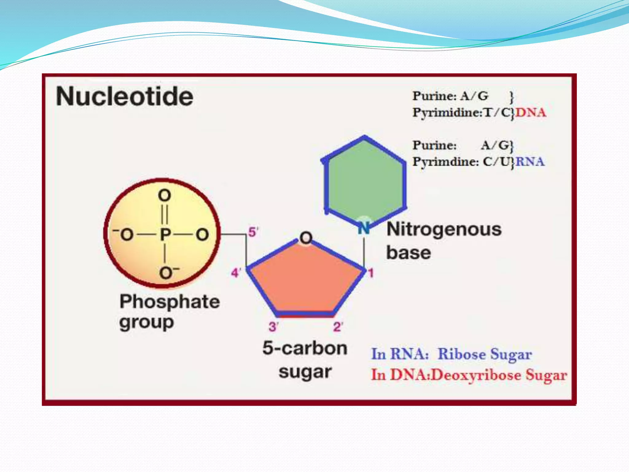 DNA Structure | PPTX | Chemistry | Science