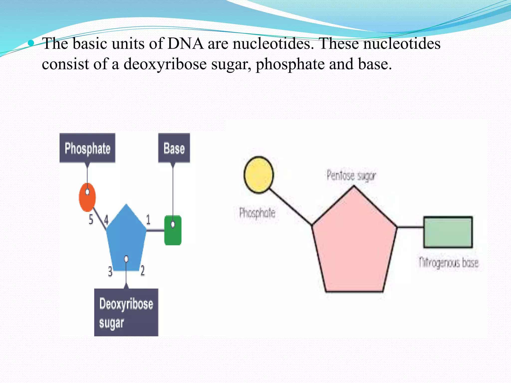 DNA Structure | PPTX | Chemistry | Science