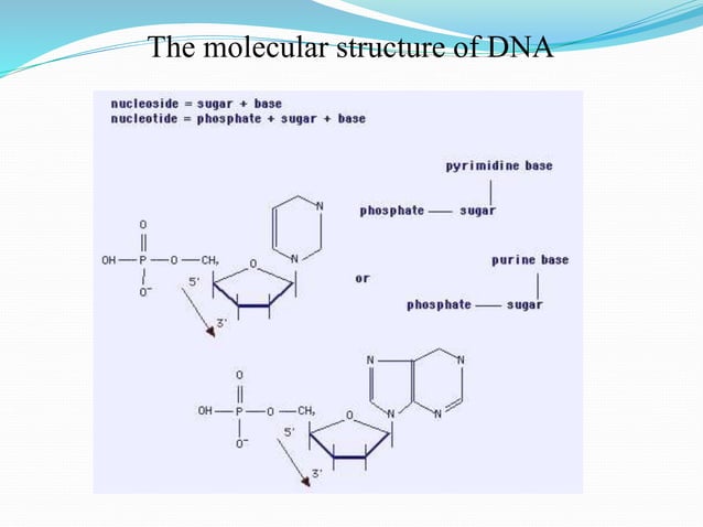 DNA Structure | PPT