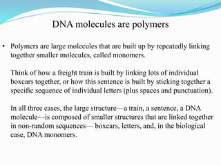 DNA Structure | PPTX | Chemistry | Science