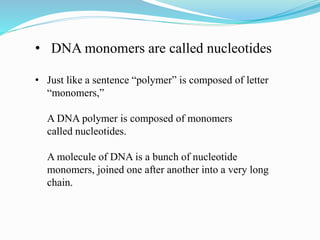 DNA Structure | PPTX | Chemistry | Science