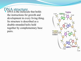 DNA Structure | PPTX | Chemistry | Science