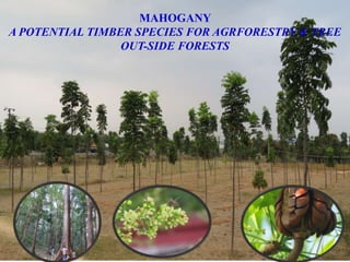 Mahogany - A TREE FOR HEALTH AND WEALTH | PPT