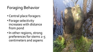 Beaver Foraging Preferences and Impacts on Forest Structure - RAS | PPTX