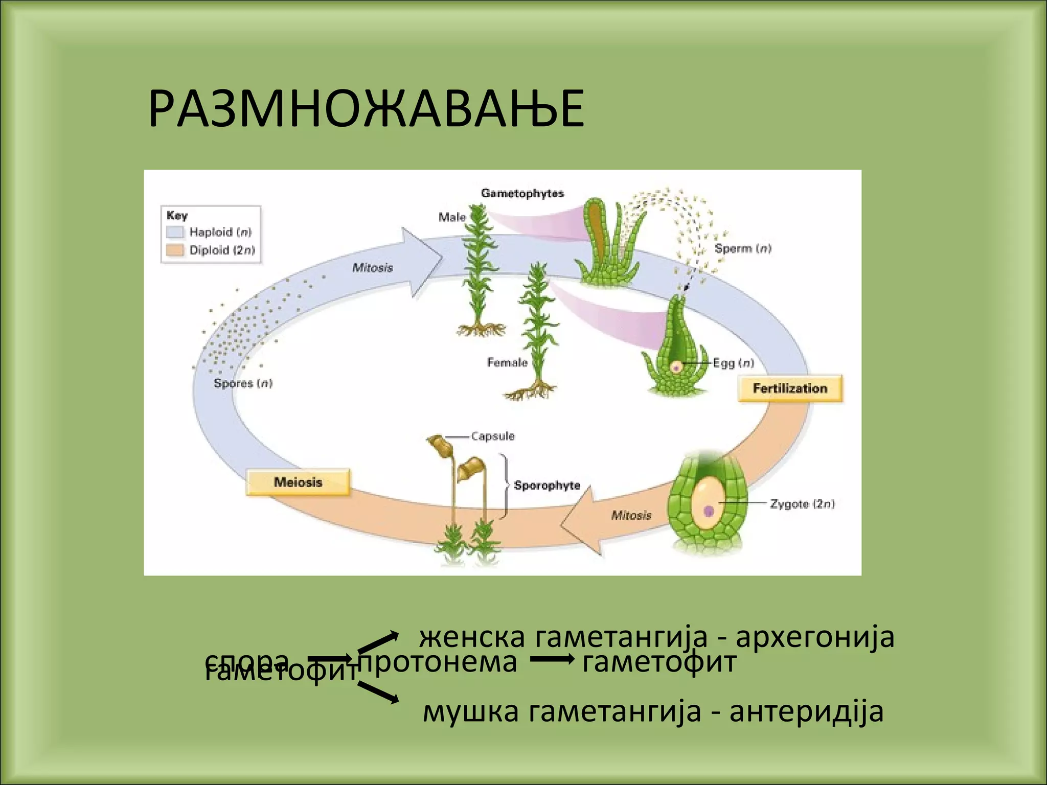 Mahovine | PPT