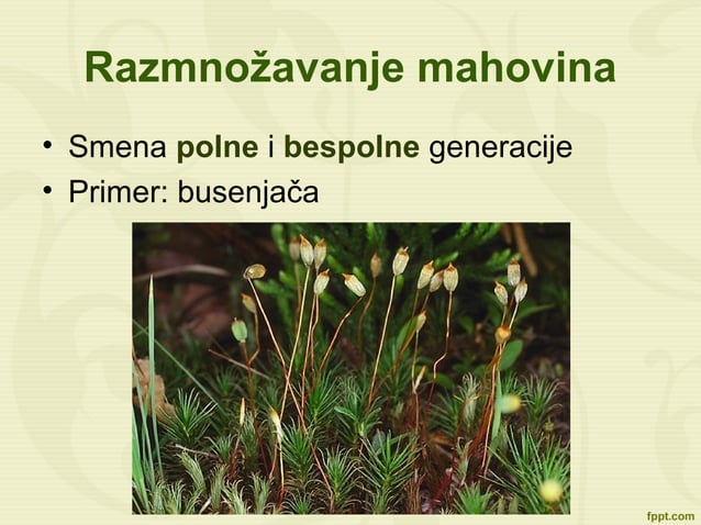 Mahovine | PPT
