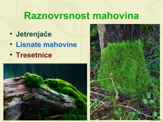 Mahovine | PPT