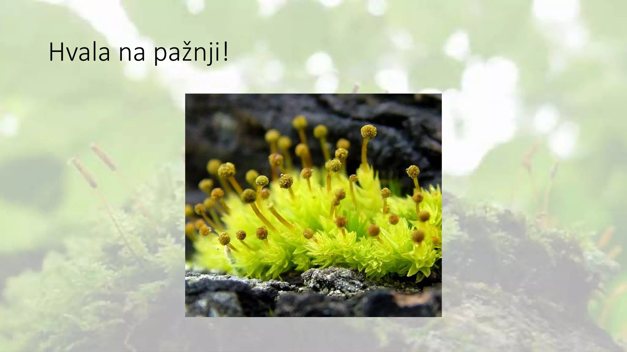 Mahovine, osnovne osobine, građa, raznovrsnost i značaj | PPTX