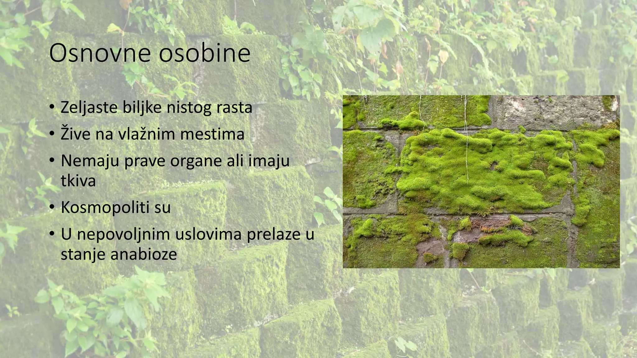 Mahovine, osnovne osobine, građa, raznovrsnost i značaj | PPTX