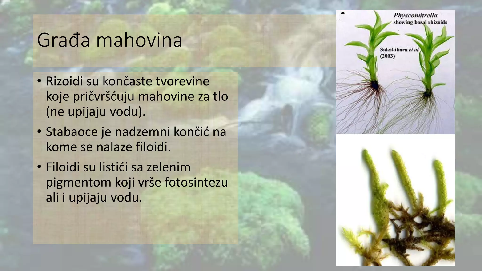 Mahovine, osnovne osobine, građa, raznovrsnost i značaj | PPTX