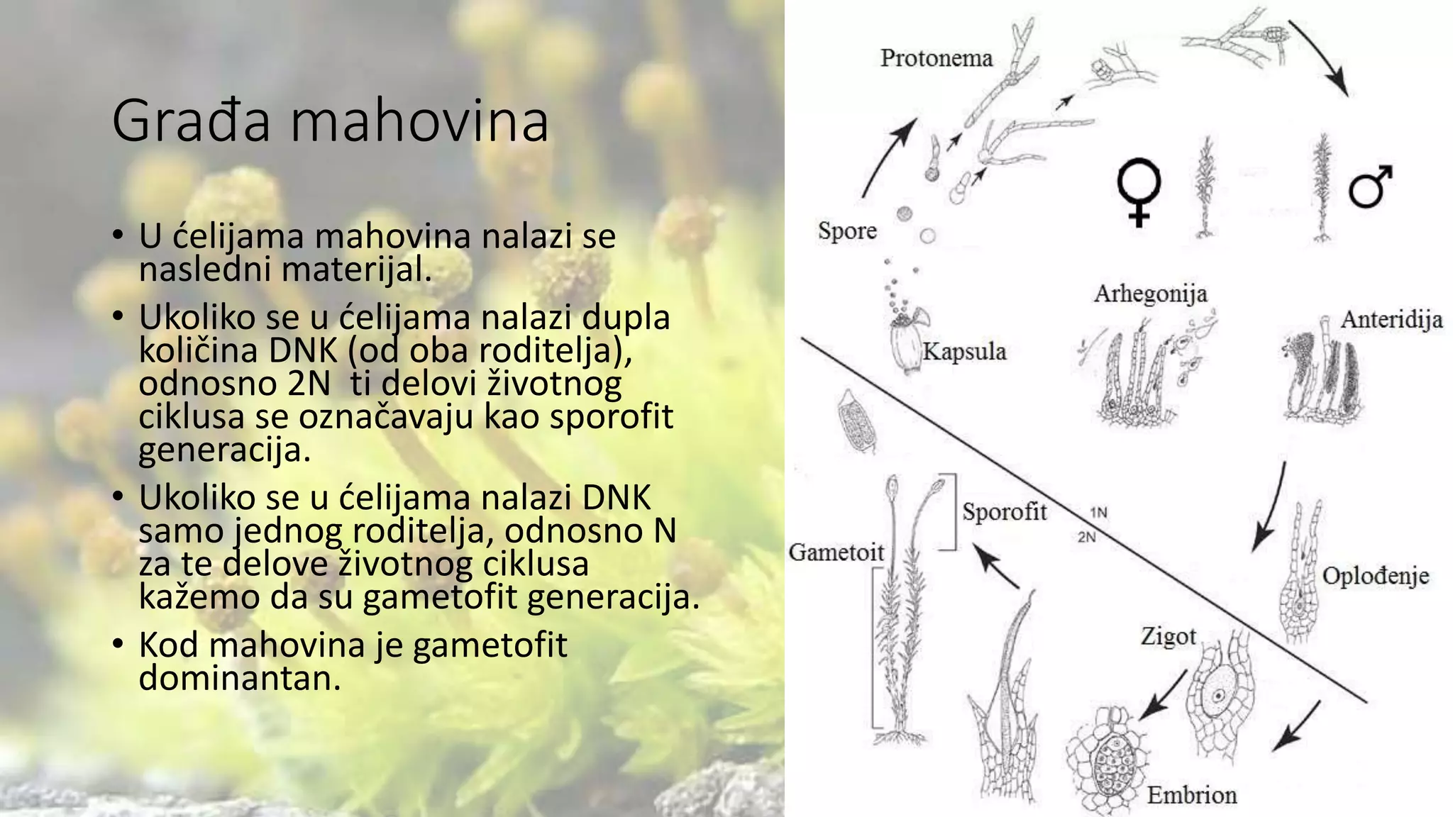 Mahovine, osnovne osobine, građa, raznovrsnost i značaj | PPTX