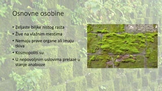 Mahovine, osnovne osobine, građa, raznovrsnost i značaj | PPTX