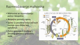Mahovine, osnovne osobine, građa, raznovrsnost i značaj | PPTX