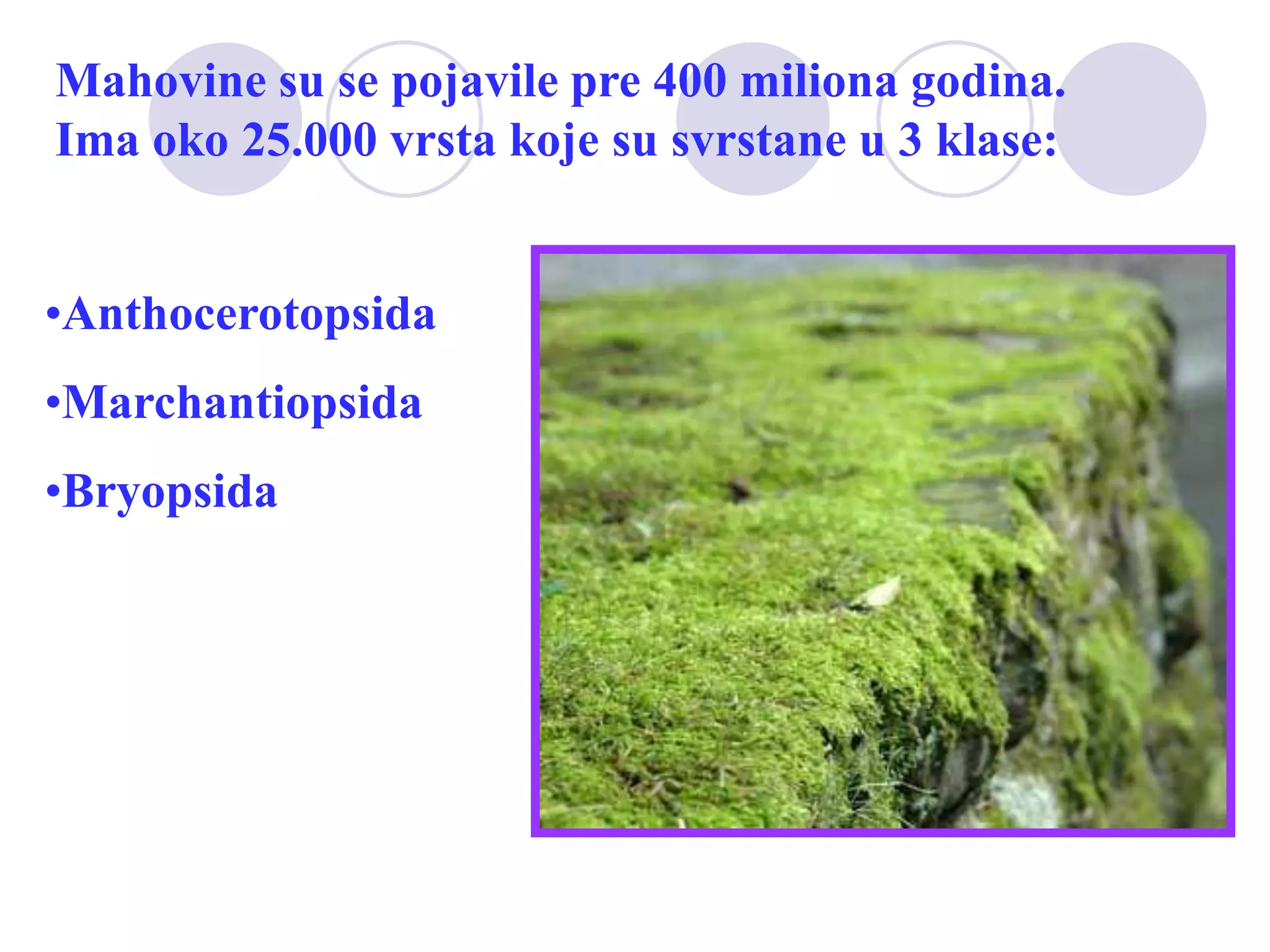 mahovine.ppt